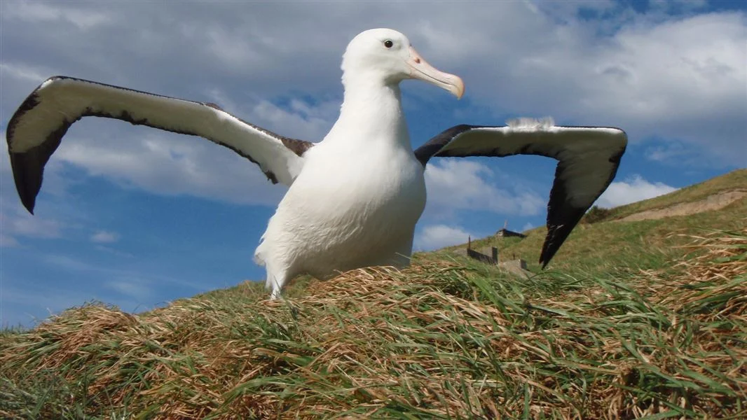 Paghjella di l’albatru – Cursichella